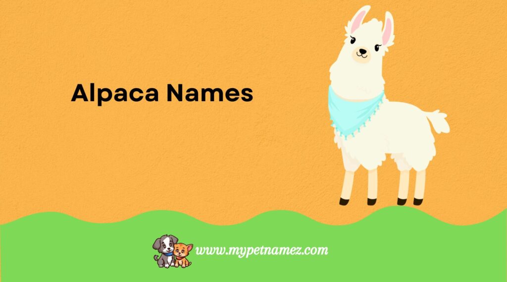 Alpaca Names