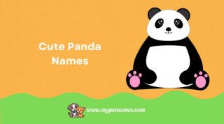 Panda Names