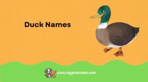 Duck Names