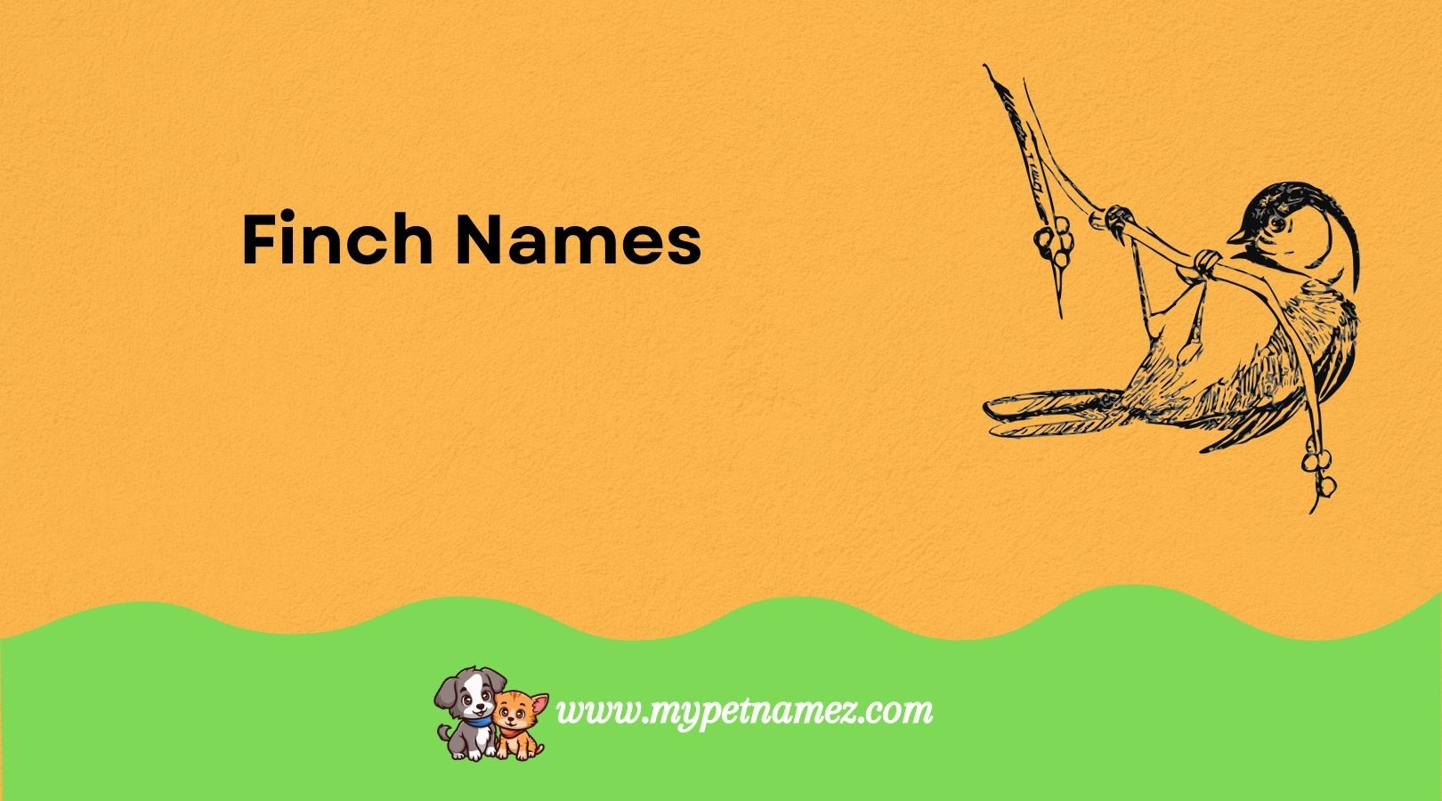 Finch Names