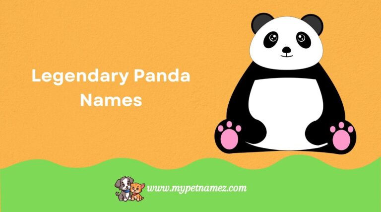 Panda Names