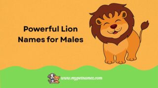 Lion Names