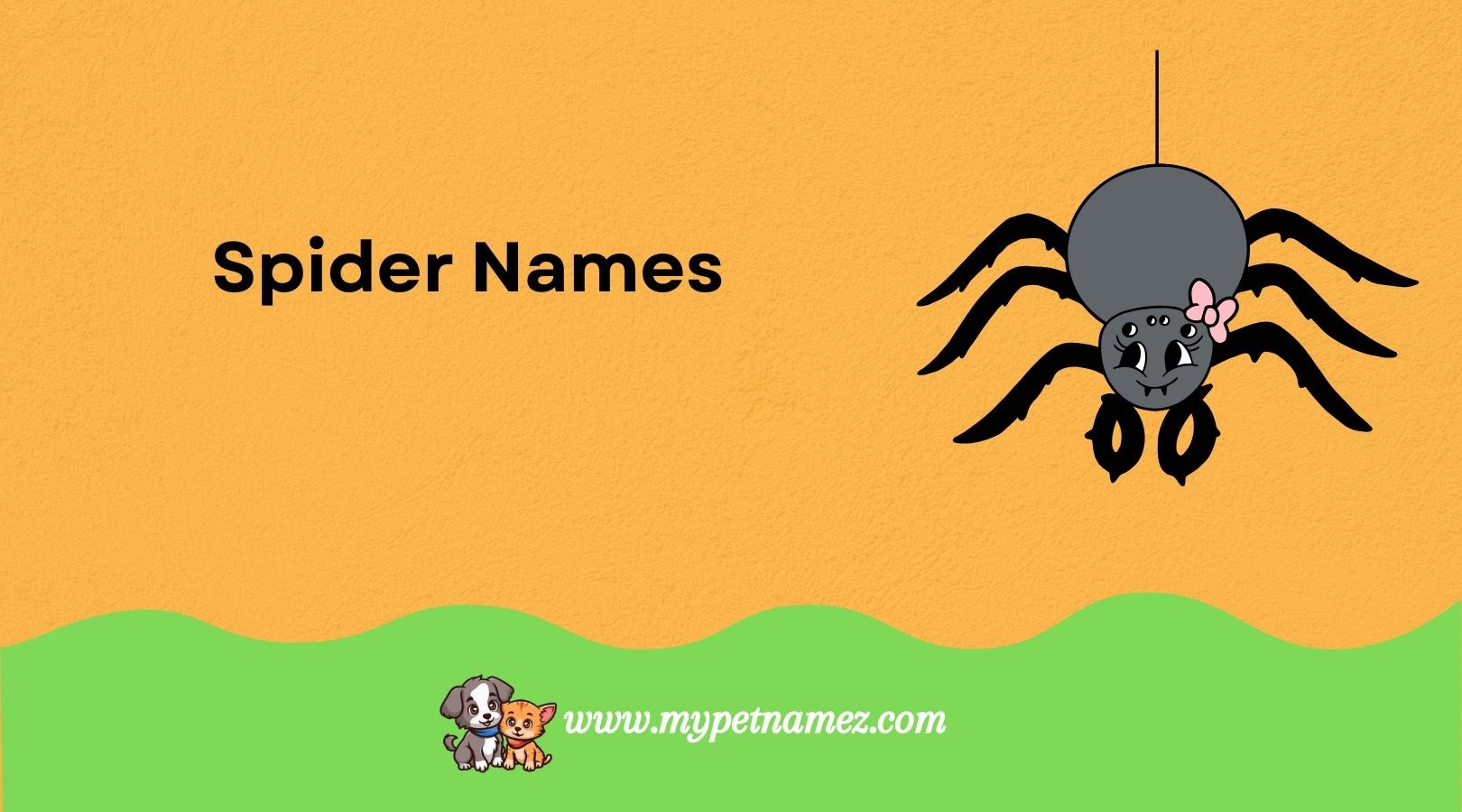 Spider Names
